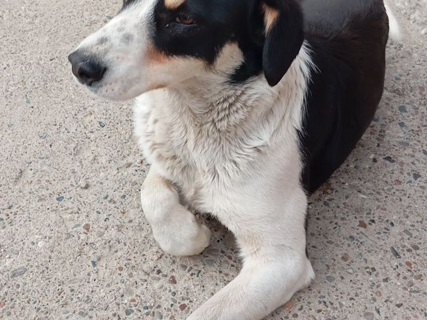 Собака дворняга, одам в добрые руки