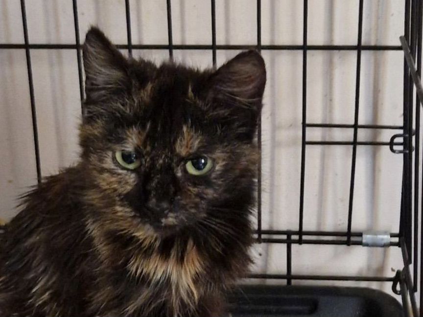 Нежная кошечка ищет дом