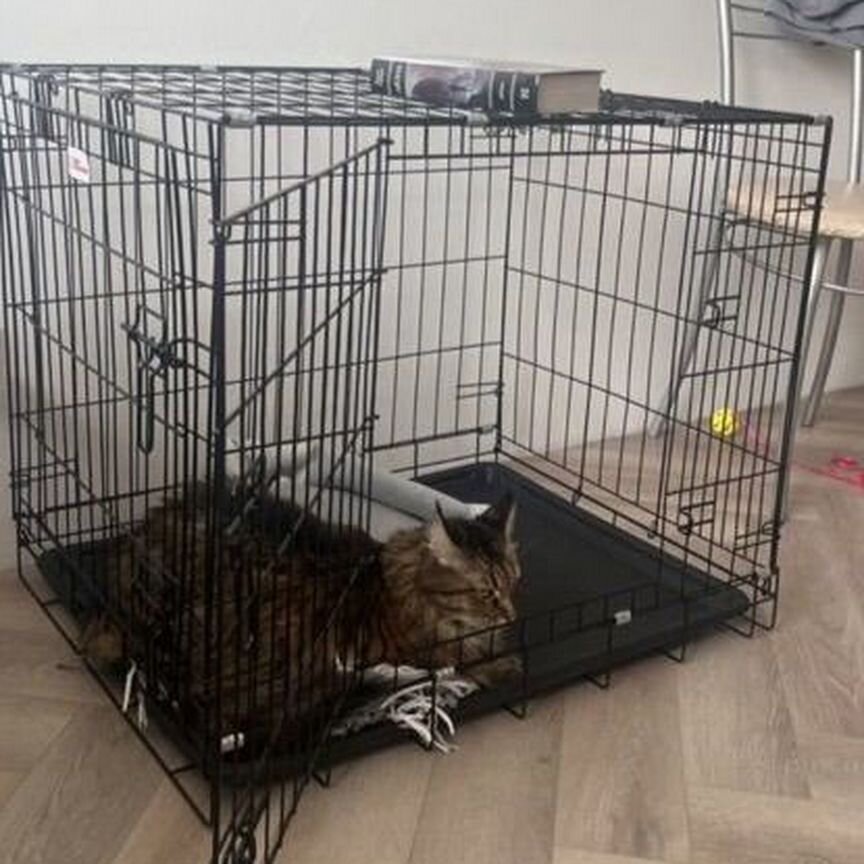 Аренда клетки