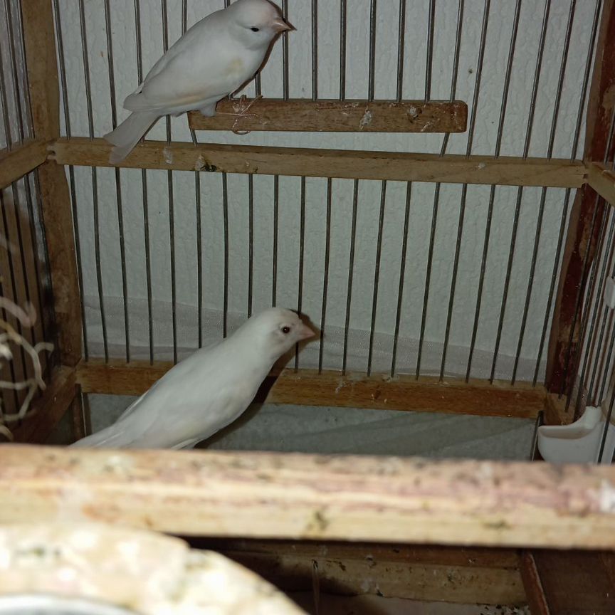 Кенара и канарейки