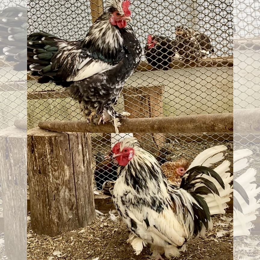 Молодые Пети ( Карлики )