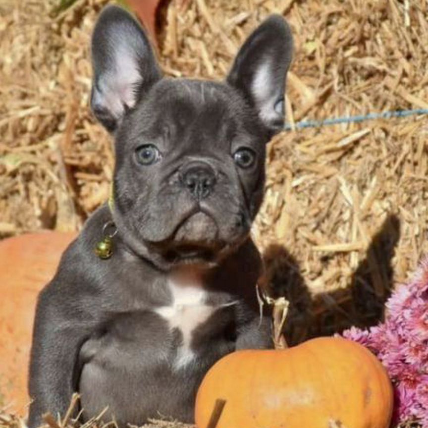 Французский бульдог — море позитива и любви