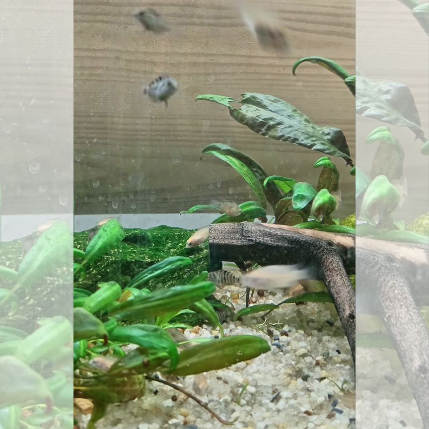 Аквариумные рыбки отдам