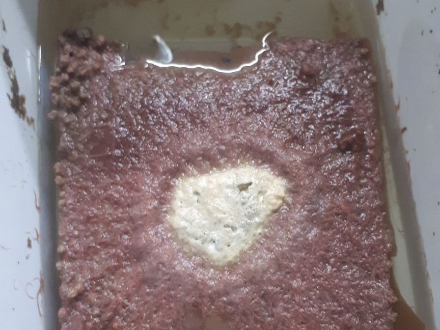 Трубочник изя