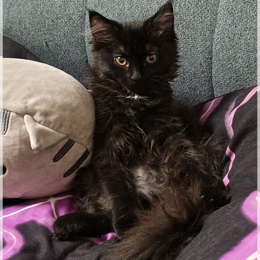 Мейн-кун котёнок