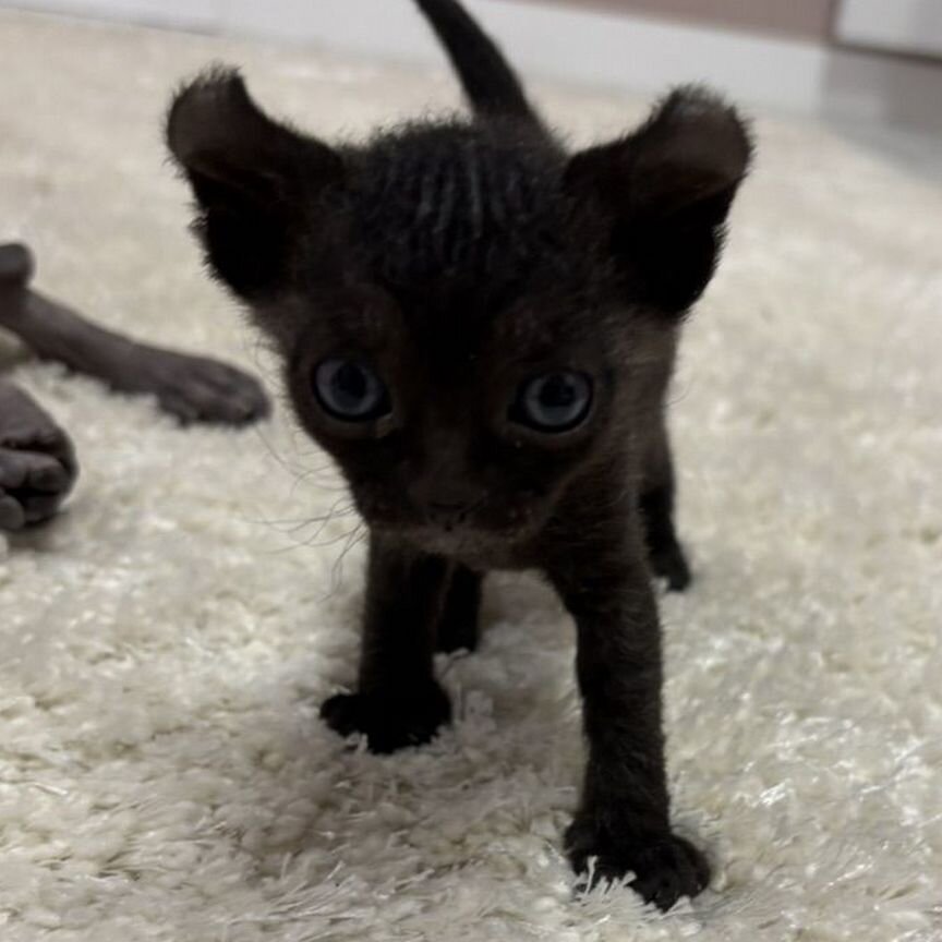 Канадский сфинкс котёнок