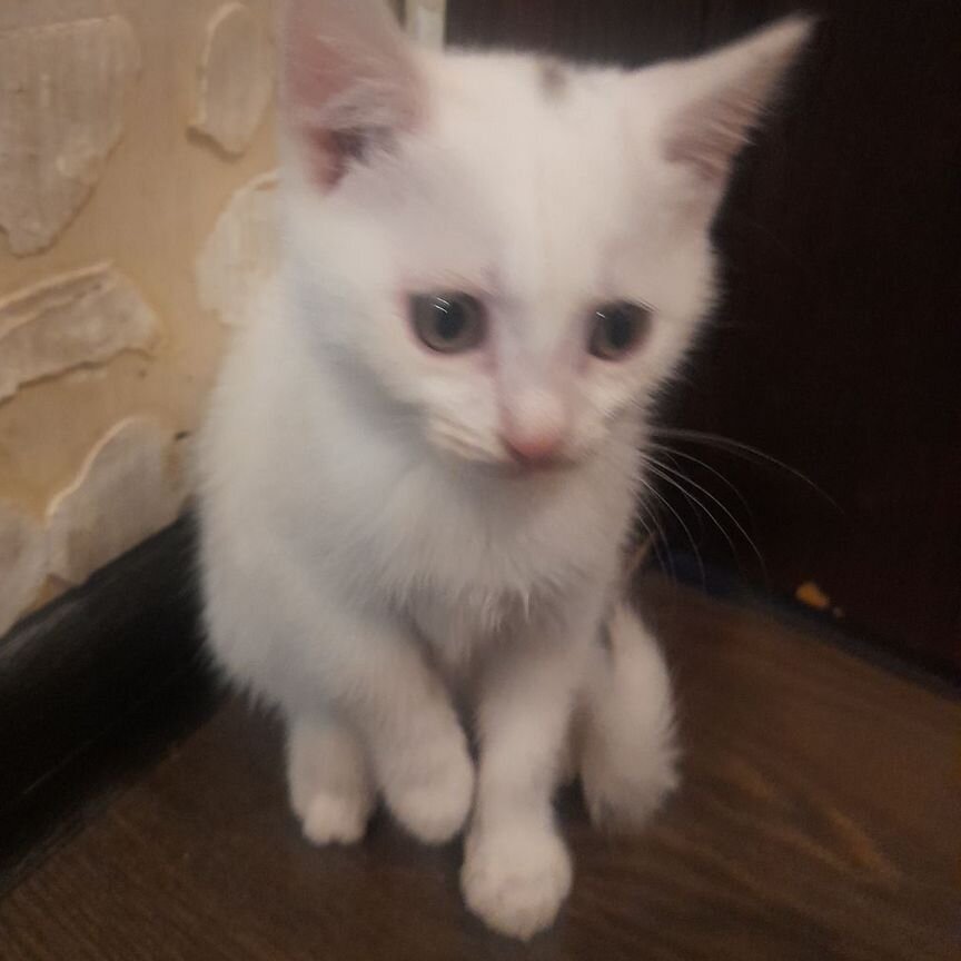 Русский голубой котёнок