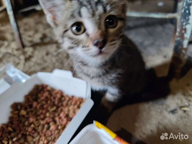 Котёнок, мальчик 4 месяца