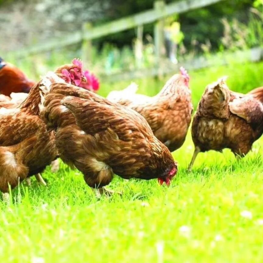 Куры лучшей яйценоскости