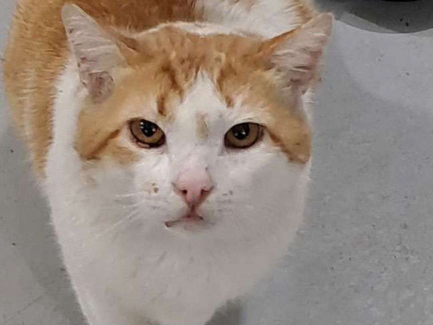 Найденные коты
