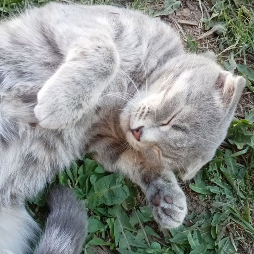 Шотландская вислоухая короткошёрстная, взрослая кошка
