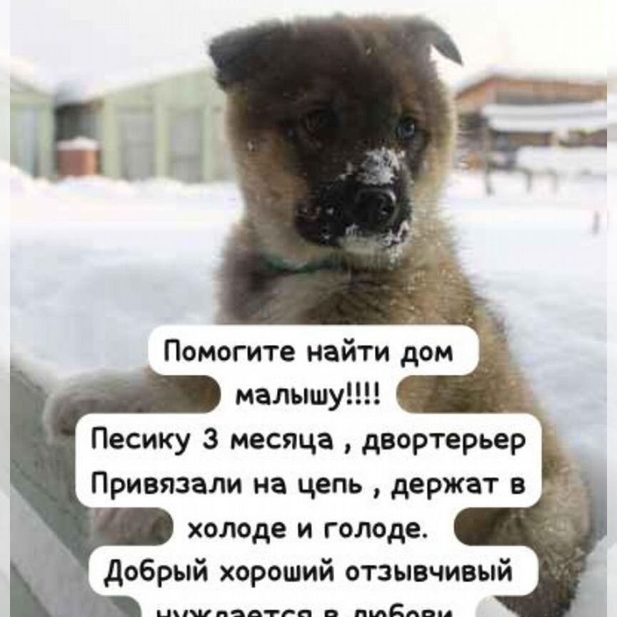 Щенок маленький месяца 3-4