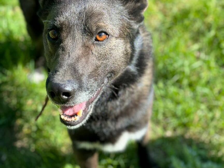 Пиджей самый ласковый мальчик ищет дом