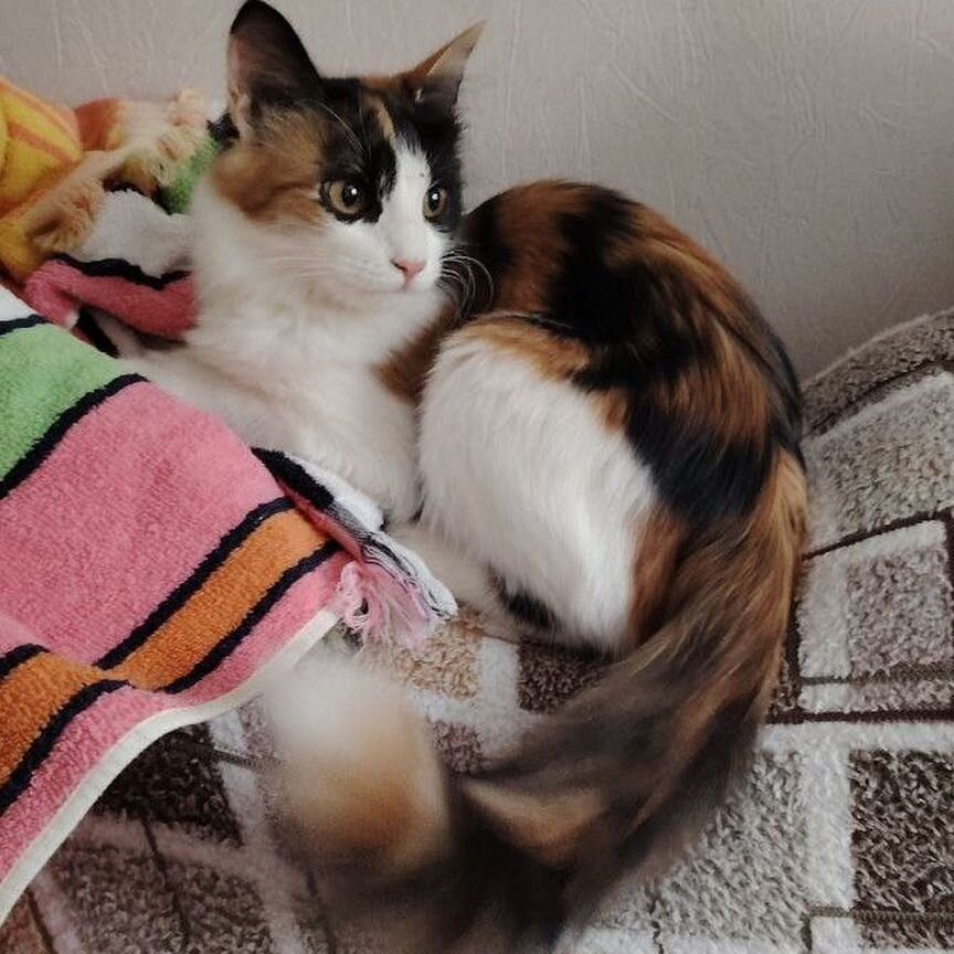 Котенок из домашнего приюта