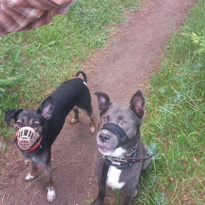 Отдать дух собак сторожевой в хорошие руки