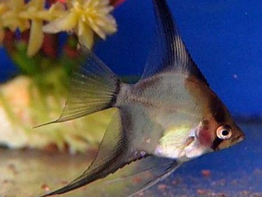 Мега-выбор аквариумных рыбок