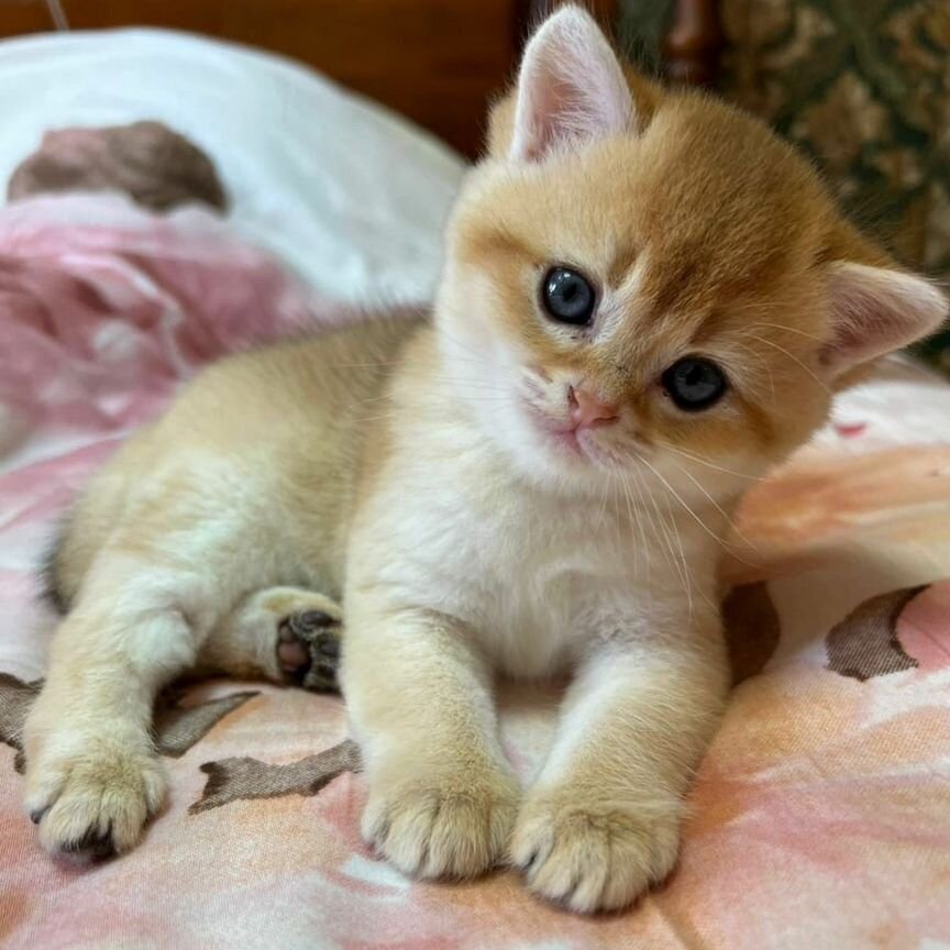 Британский короткошёрстный котёнок