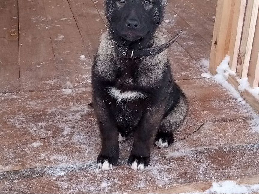 Собака