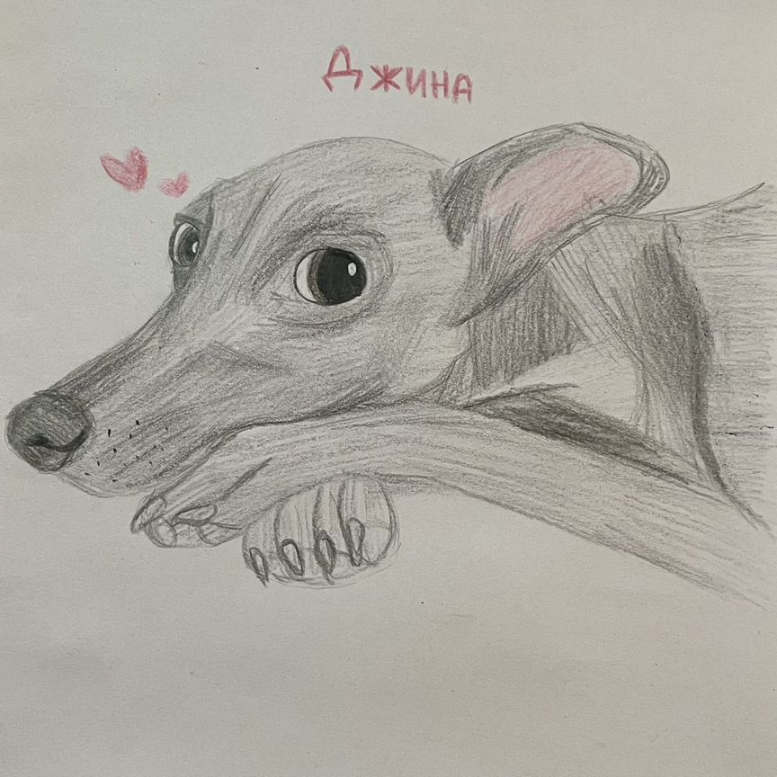 Рисую ваших питомцев