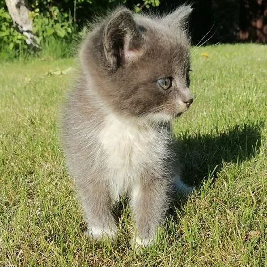Котёнок в добрые руки