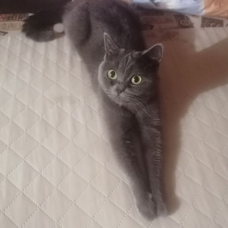 Британская короткошёрстная кошка, взрослая