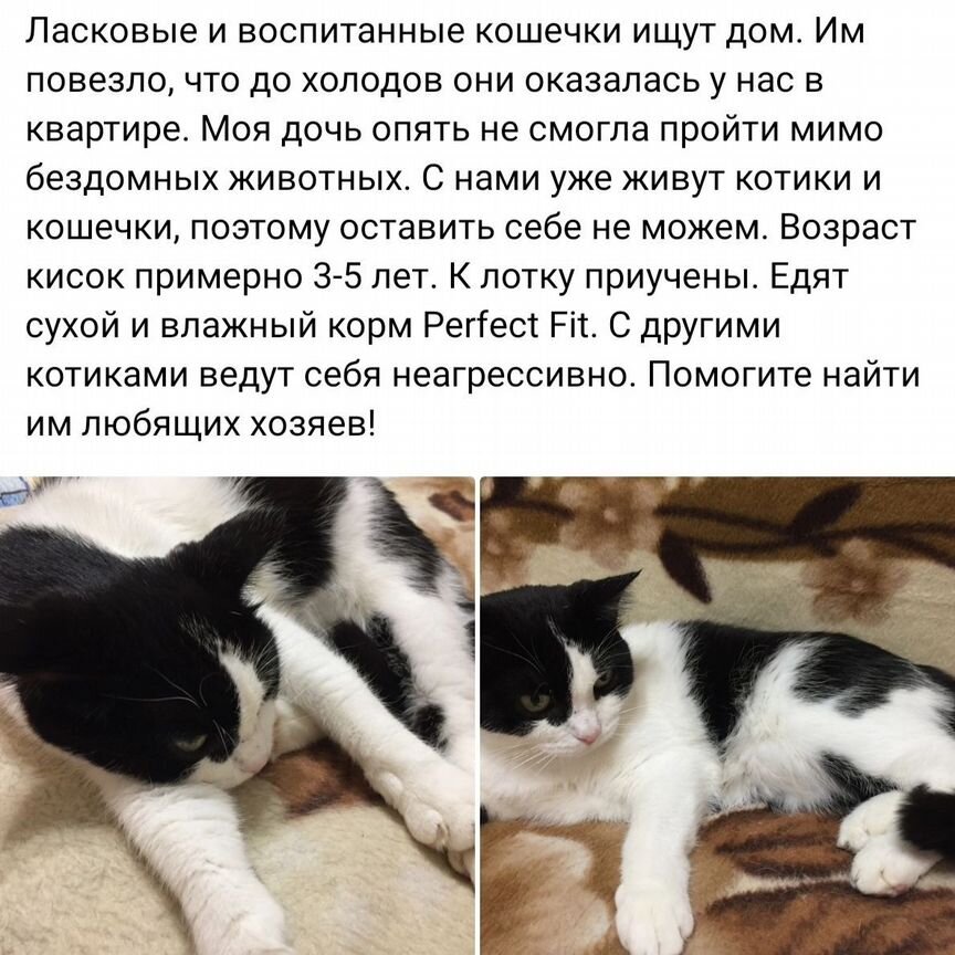 Кошки в добрые руки бесплатно