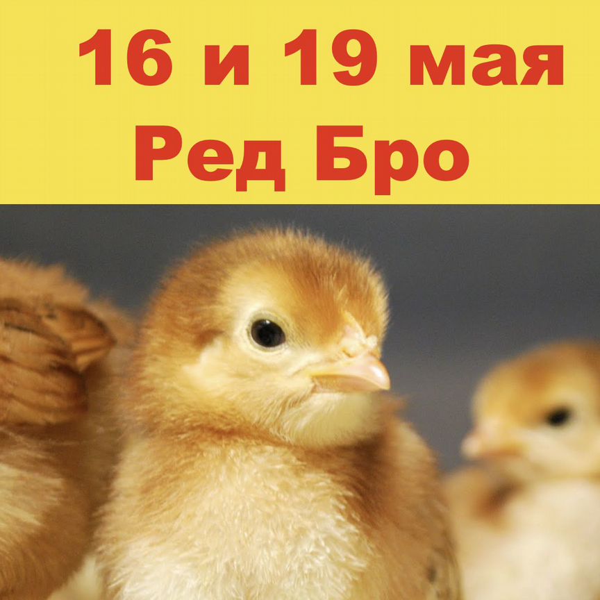 Цветной бройлер суточный Ред Бро
