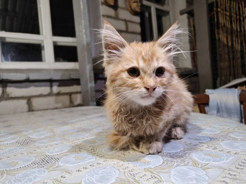 Котенок в добрые руки