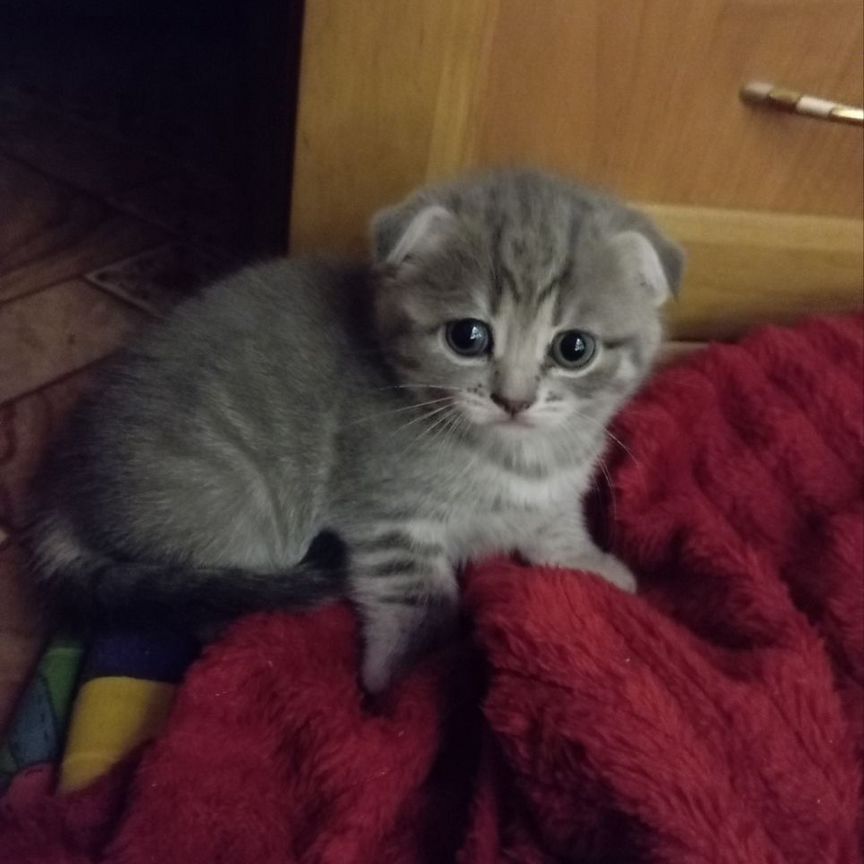 Шотландская
