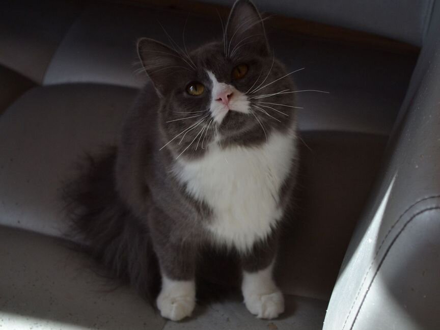 Сибирская кошечка в дар