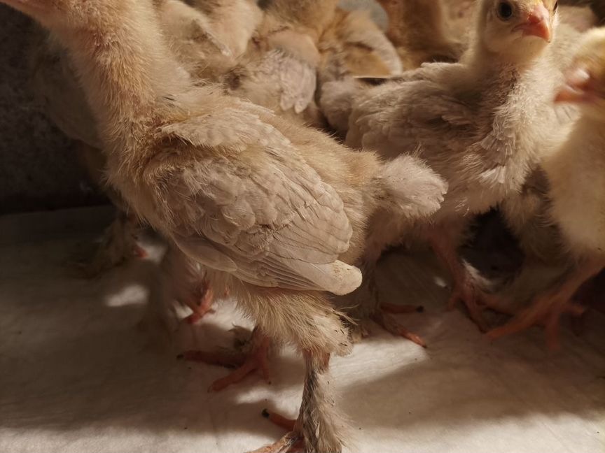 Цыплята брама Изабелла