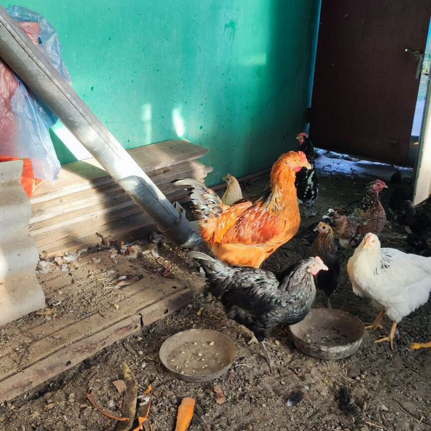 Очень крупный петух