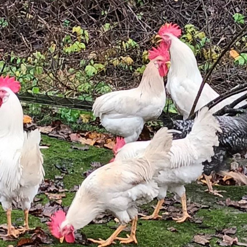 Молодые петухи