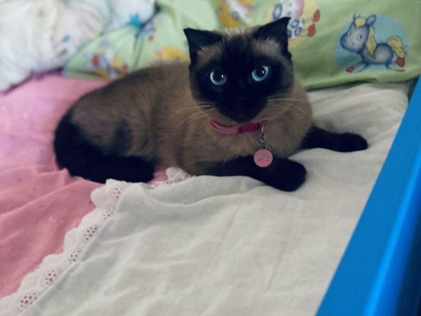 Кошка сиамская