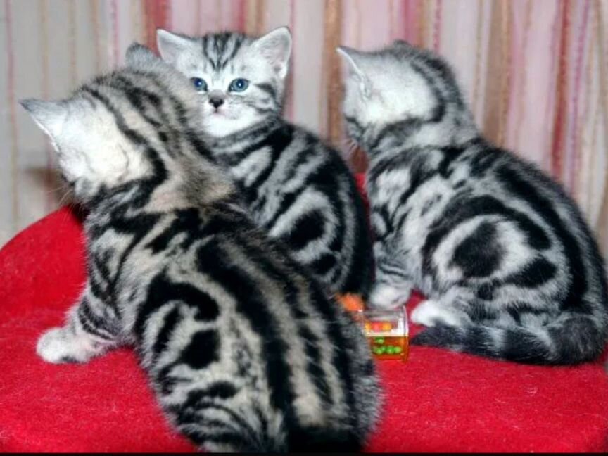 Шикарные Мишки) Мрамор на Серебре