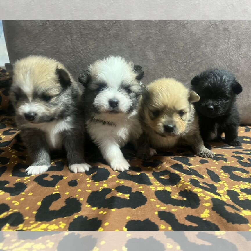 Немецкий шпиц, щенок