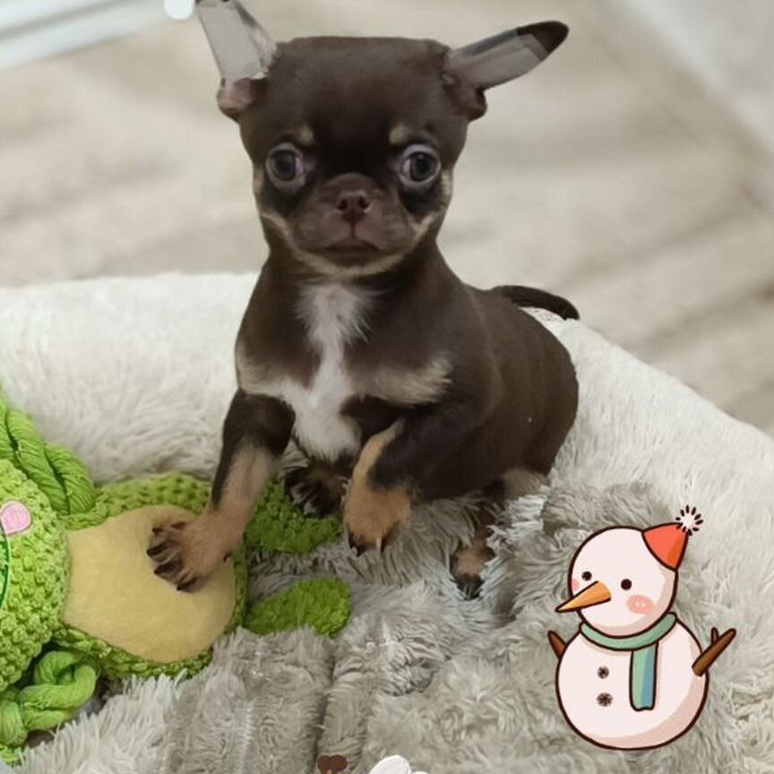 Чихуахуа, щенок