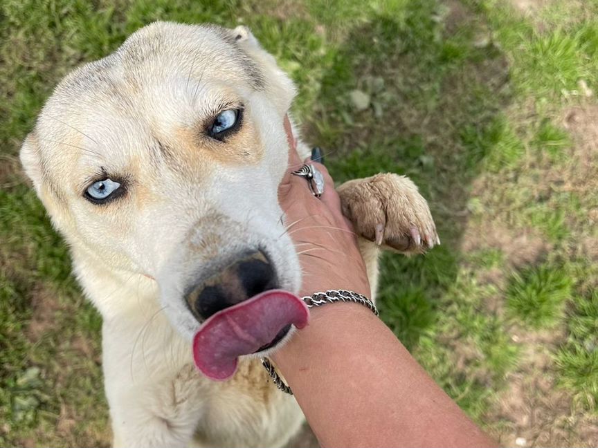 Замечательная голубоглазка в дар