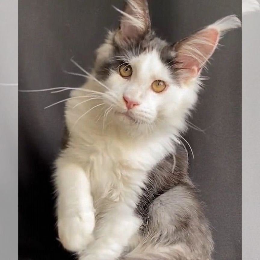 Мейн-кун котёнок