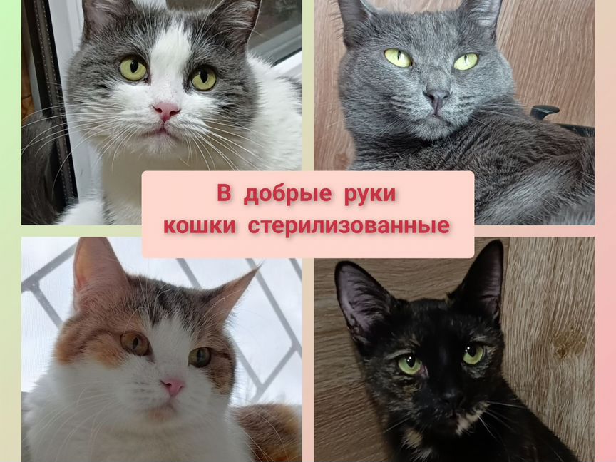Кошки бесплатно ответственным людям