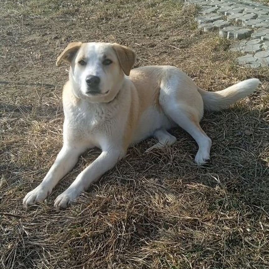 Отдают в добрые руки