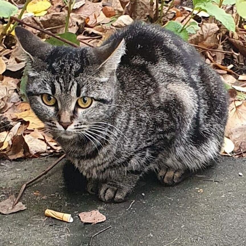 Кошечка Симошечка в добрые руки