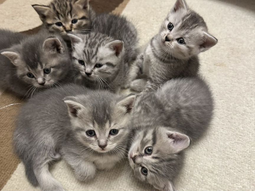 Британские котята