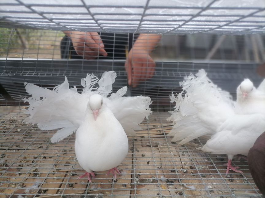 Продажа голубей, обмен