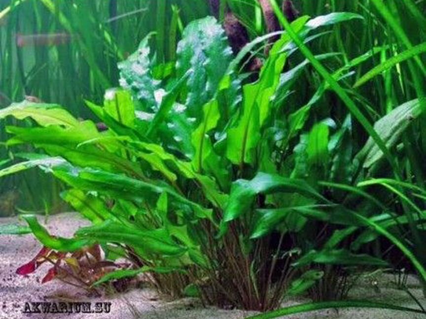 Аквариумные растения