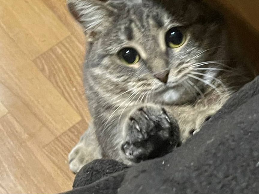 Кошка в дар бесплатно