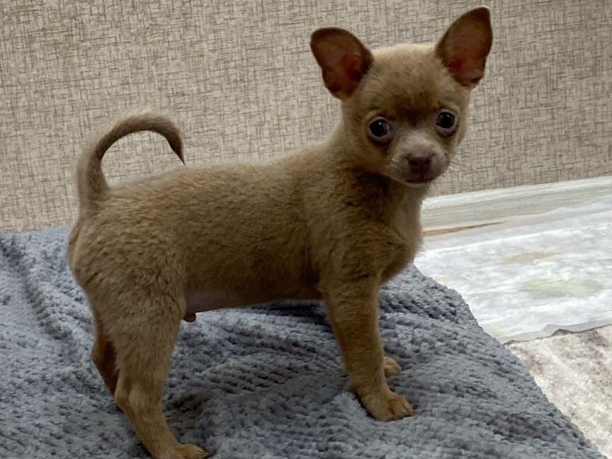 Щенок чихуахуа