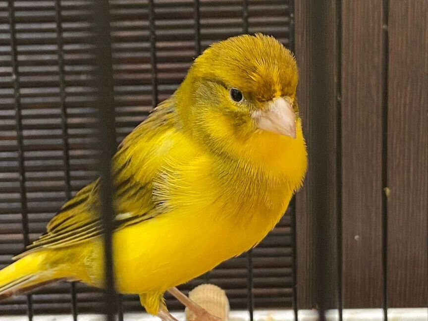 Кенар и канарейка