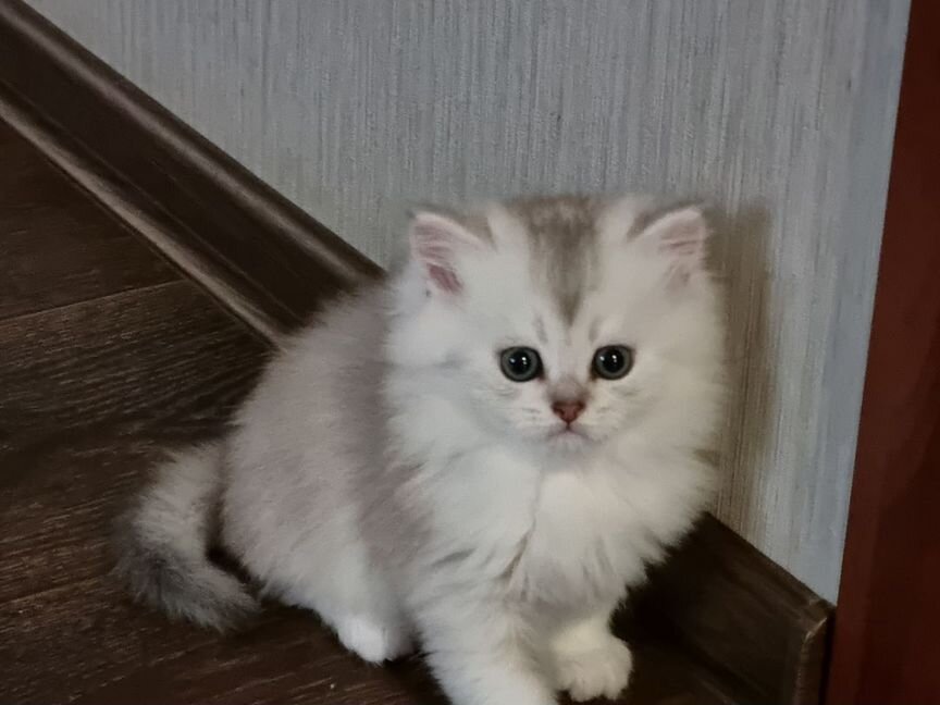 Британская серебристая шиншилла