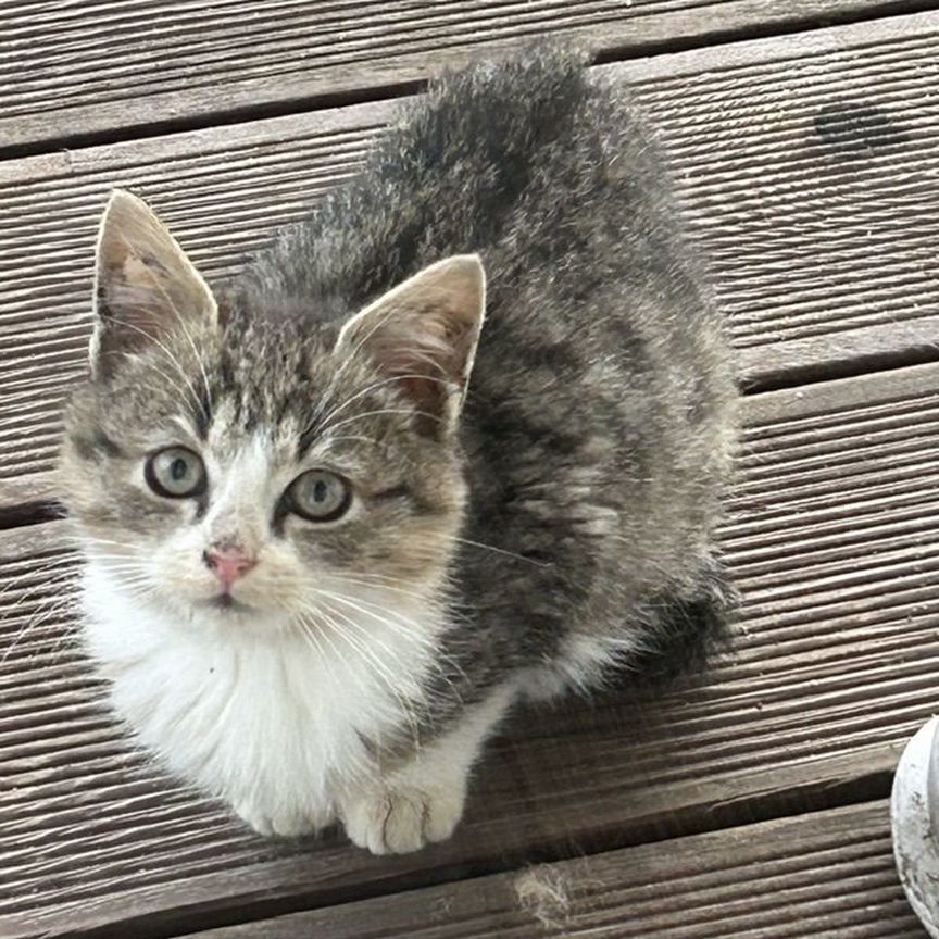 Котёнок в добрые руки